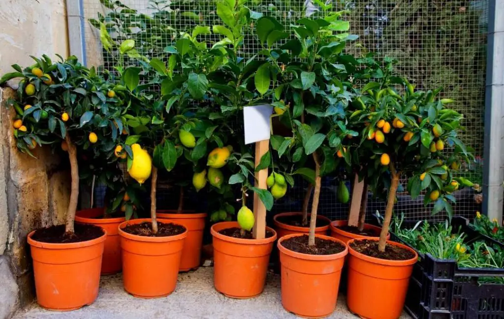 15 Dwarf Fruit Trees For Container Garden – Bed Gardening