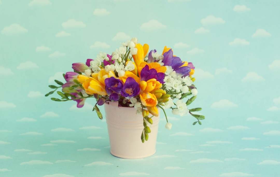How To Grow Freesias In Pots? – Bed Gardening