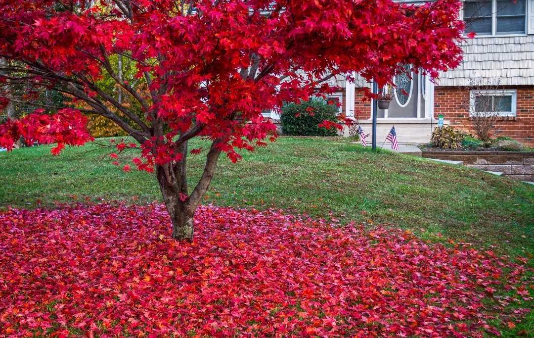 How To Grow Fast-Growing Japanese Maple? – Bed Gardening