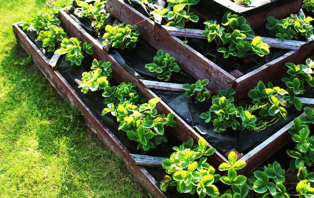 Best Fruits To Grow In Raised Beds – Bed Gardening