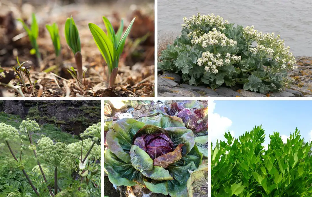 20 Perennial Veggies You Can Plant Once And Harvest For Years – Bed ...
