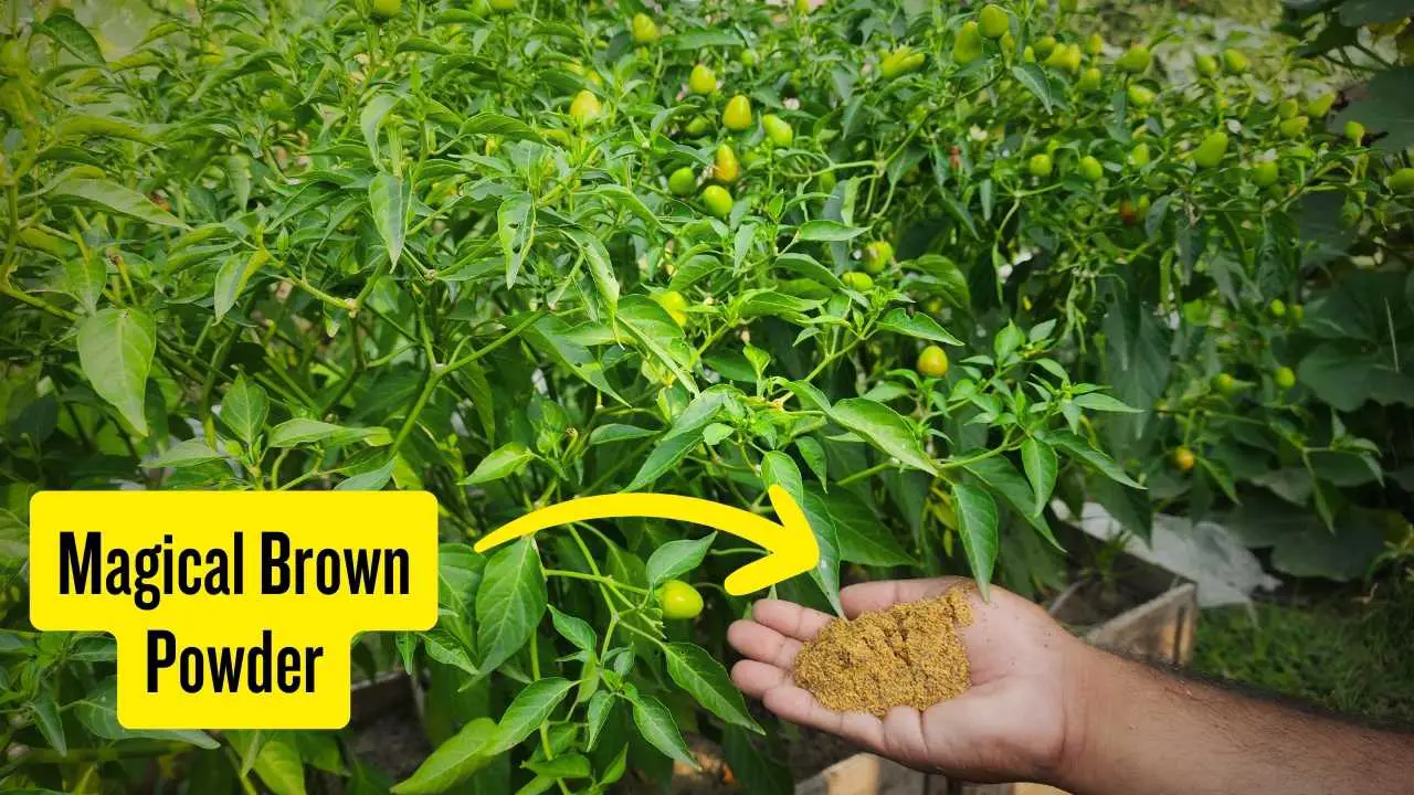 Just A Handful Of This Magical Brown Powder And Your Pepper, Cucumber ...