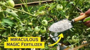 MAGICAL WONDER FERTILISER That Will Work Wonders For Your Cucumbers And ...