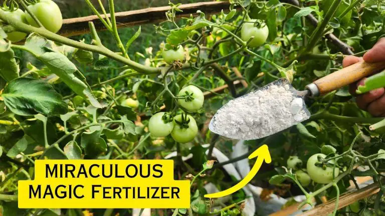 MAGICAL WONDER FERTILISER That Will Work Wonders For Your Cucumbers And ...